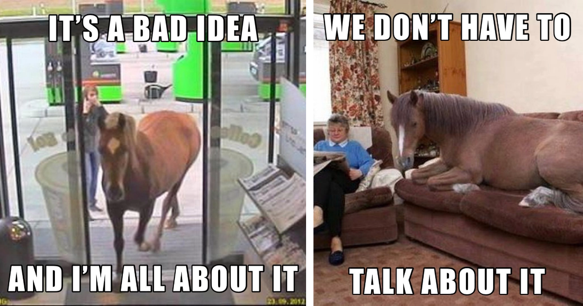 Hard-Working Hair Brained Horse Memes To Get You Galloping Like An ...