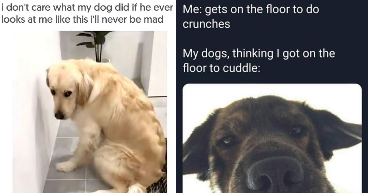 Cute Caring Canine Memes For The Doggo Pawrents Missing Their Pups At ...