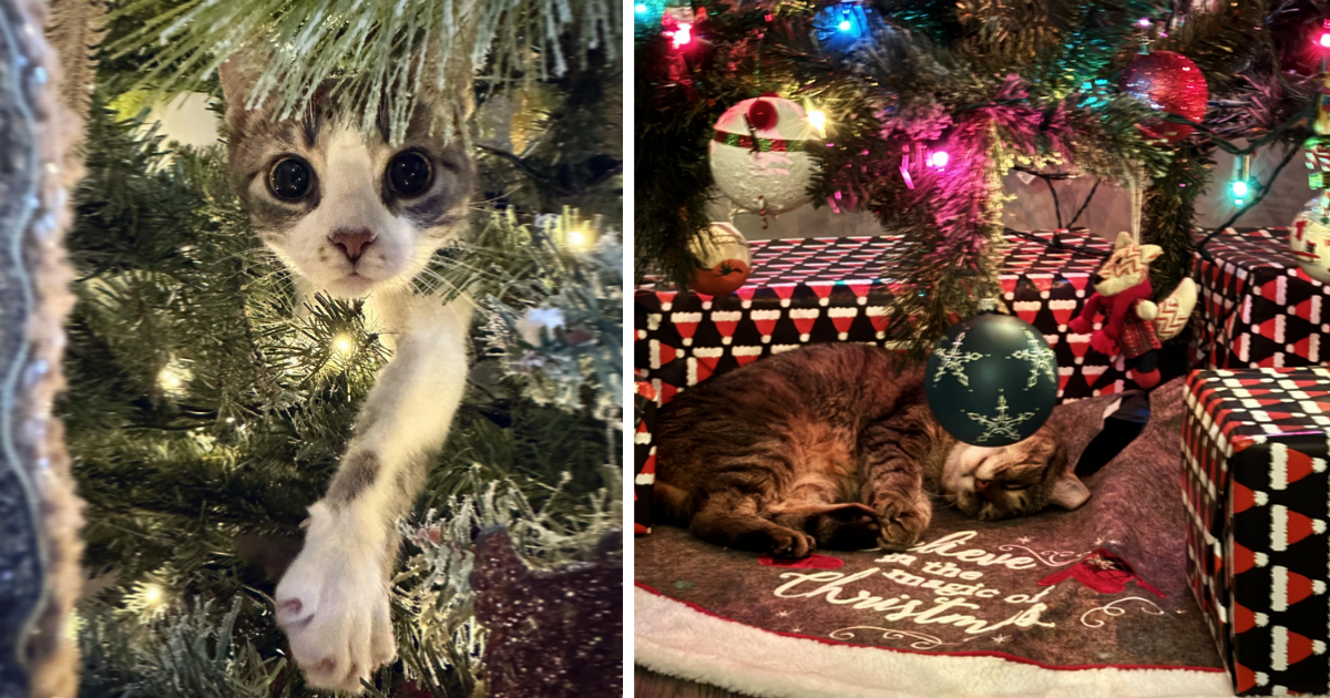 28 Cute Christmasy Cats From Floofballs To Goofballs That Give Us The ...