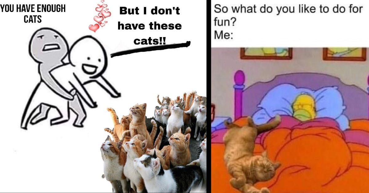 Feeline Fine On A Thursday: 30 Cat Memes To Keep You Giggling Through ...