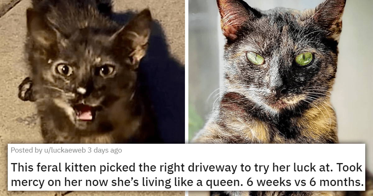 Daily Dose Of Cute This Weeks Best Compilation Of Cats Captured In