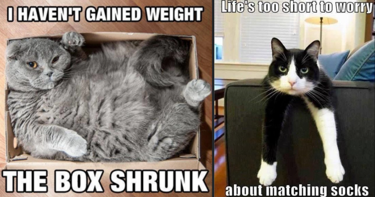 26 Pawsitively Playful Cat Memes For A Purrfectly Feline Fine Day - I ...