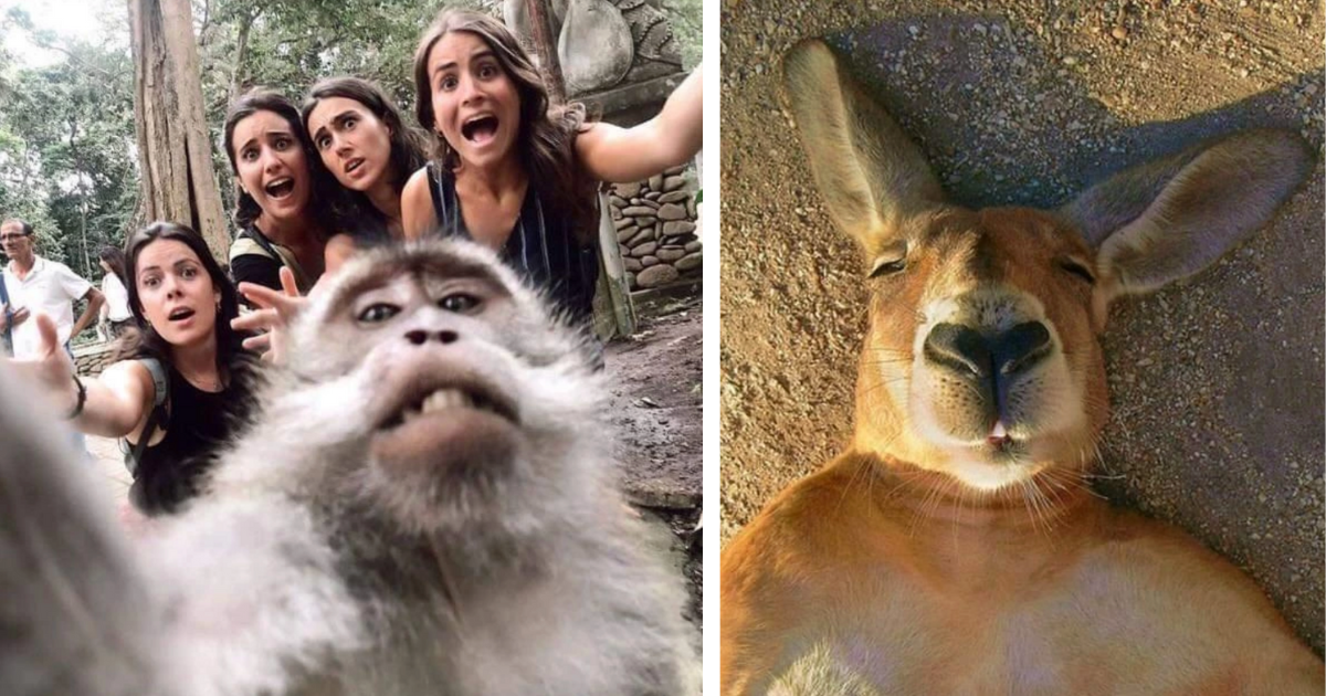 Say Cheese: 30+ Of The Best Animal Selfies Ranked From Pawsitively Great To Heckin' Hilarious ...