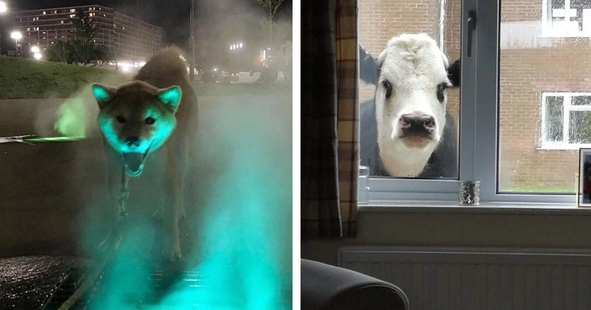 A Slightly Scary Yet Seriously Silly Series Of Almost 50 Hilarious ...