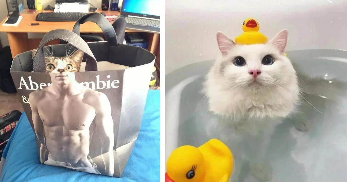 No Context Needed: 25 Funny Cat Pictures That Need No Explanation - I ...