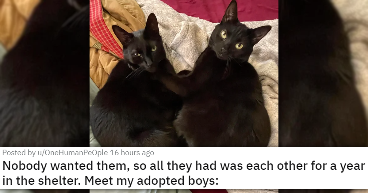 Meet The Newly Adopted Feline Faces Of The Week: 21 Heartwarming Cat ...