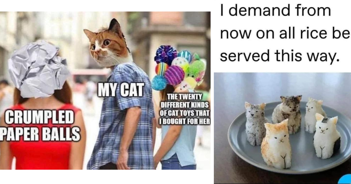 25 Purr-fectly Hilarious Cat Memes to Keep You Entertained (November 29 ...