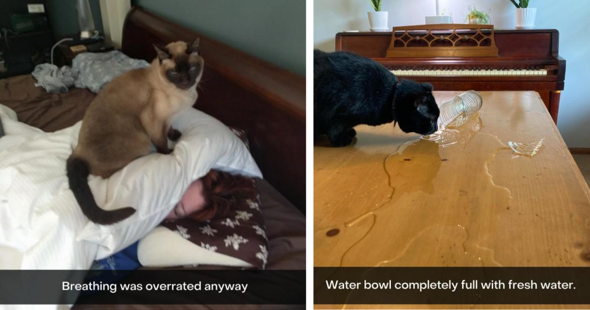 45 Purrfectly Hissterical Cat Memes And Pics To Act As Therapy For When ...