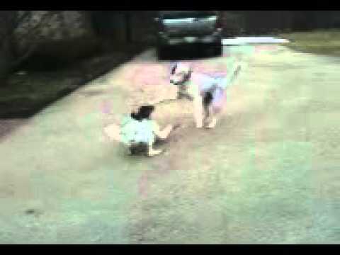 Dramatic Dog WIN - WIN! - epic win photos