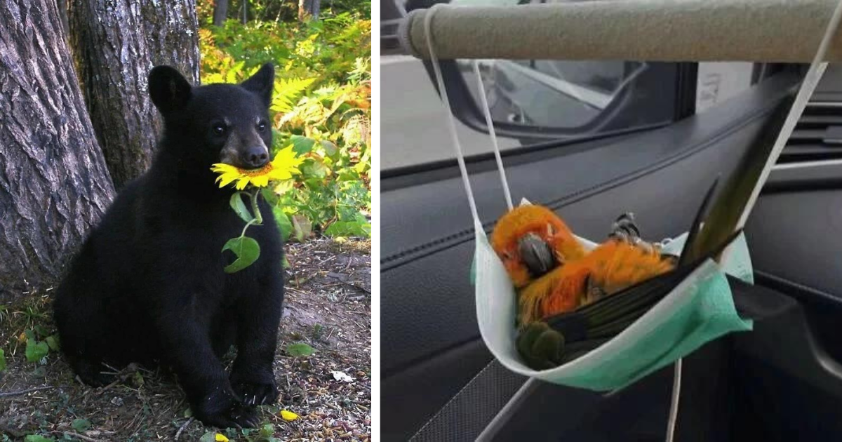 No Context Needed: 25 Cute Animal Pictures That Need No Explanation ...