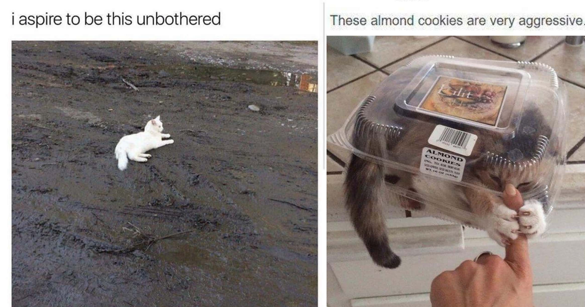 27 Cute And Sassy Cat Memes To Cuddle With At Home (November 30, 2023) - I Can Has Cheezburger?