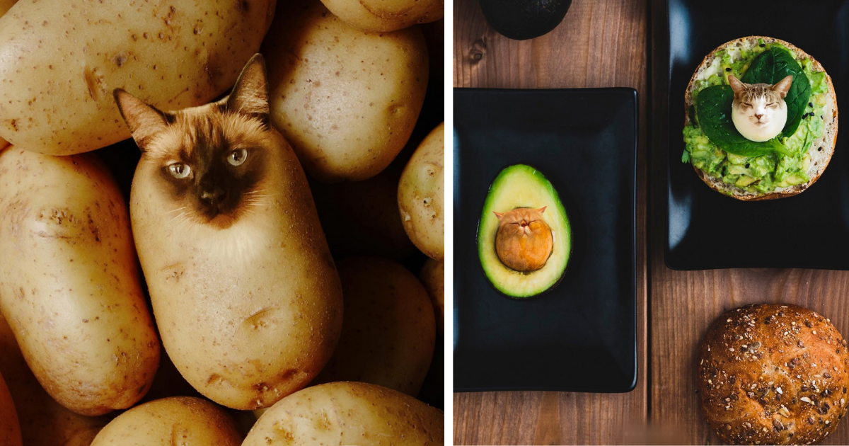 Order Up: A Fanciful Feast Of Cats Hissterically Photoshopped In Tasty ...