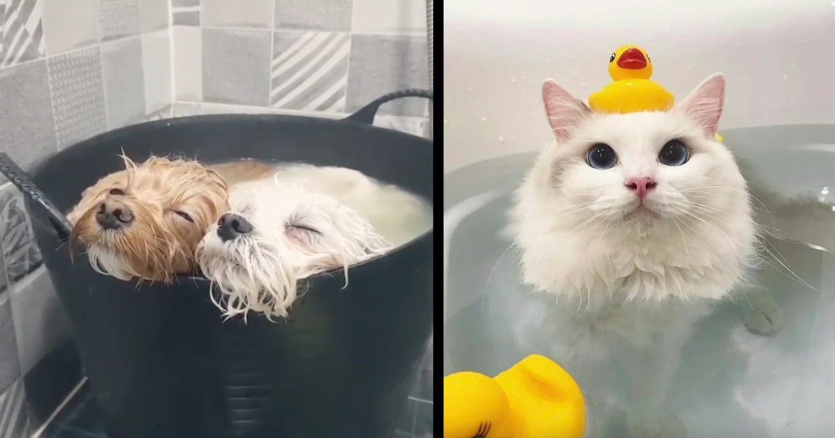 Bathtime Bliss: 24 Adorable Animals Having A Scrub In The Tub To Float Your Way Into A Relaxing ...