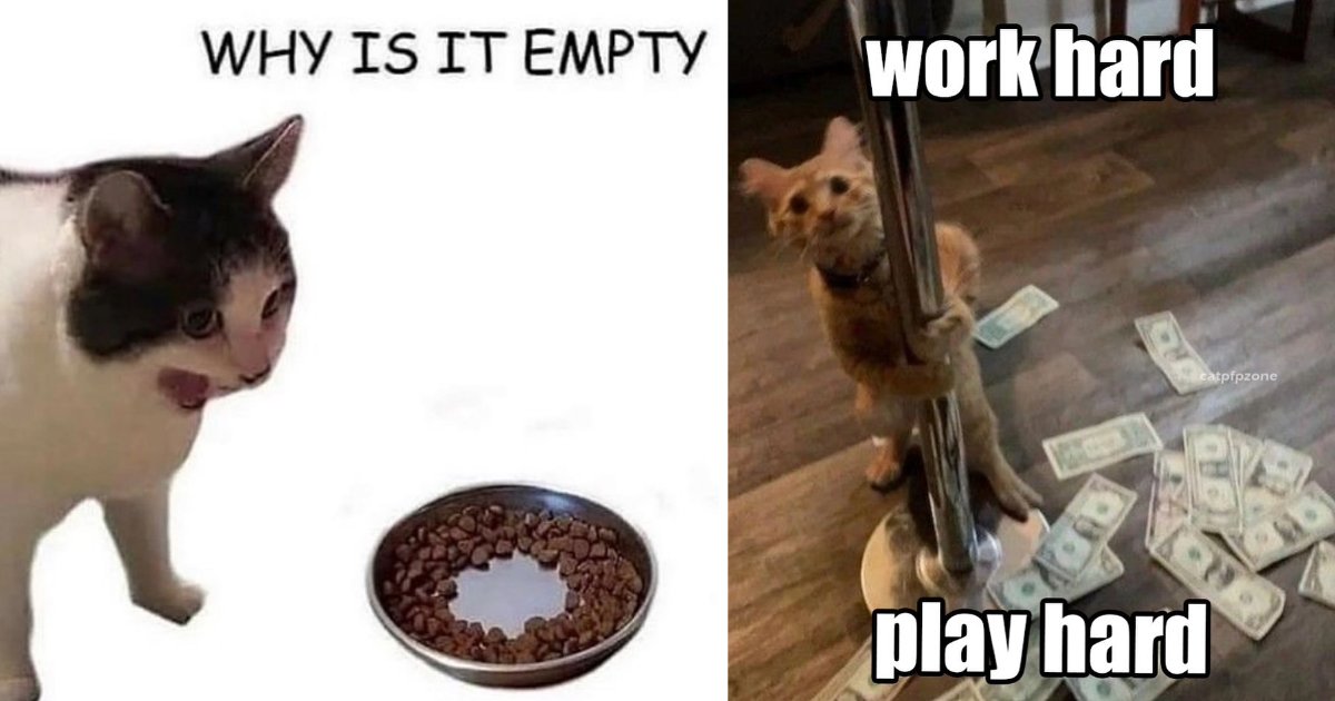 Feisty Facetious Cat Memes To Give You That Festive Friday Feline - I Can Has Cheezburger?