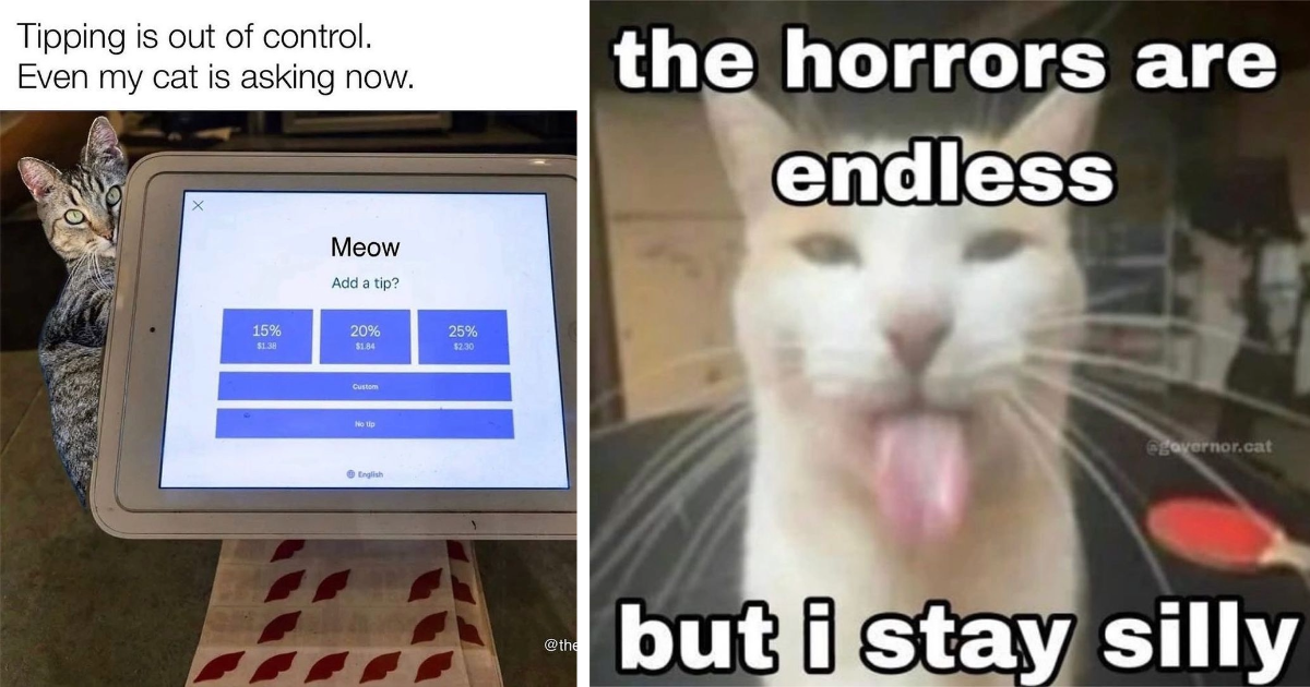 Sweet Spicy And Silly Feline Memes To Help You Celebrate Caturday The ...