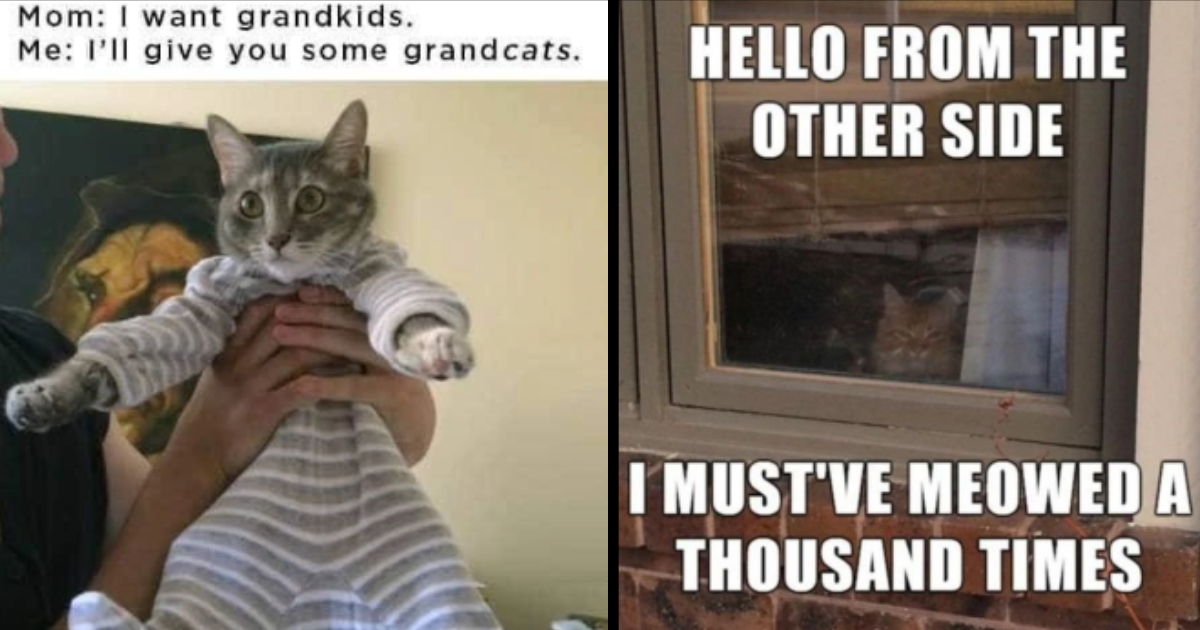 25 Pawsitively Entertaining Cat Memes For A Fun-Filled Feline Fiesta ...