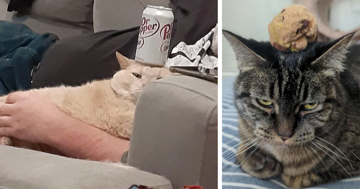 28 Cats That Are Purrhaps Plotting The Demise Of Their Hoomans From All ...