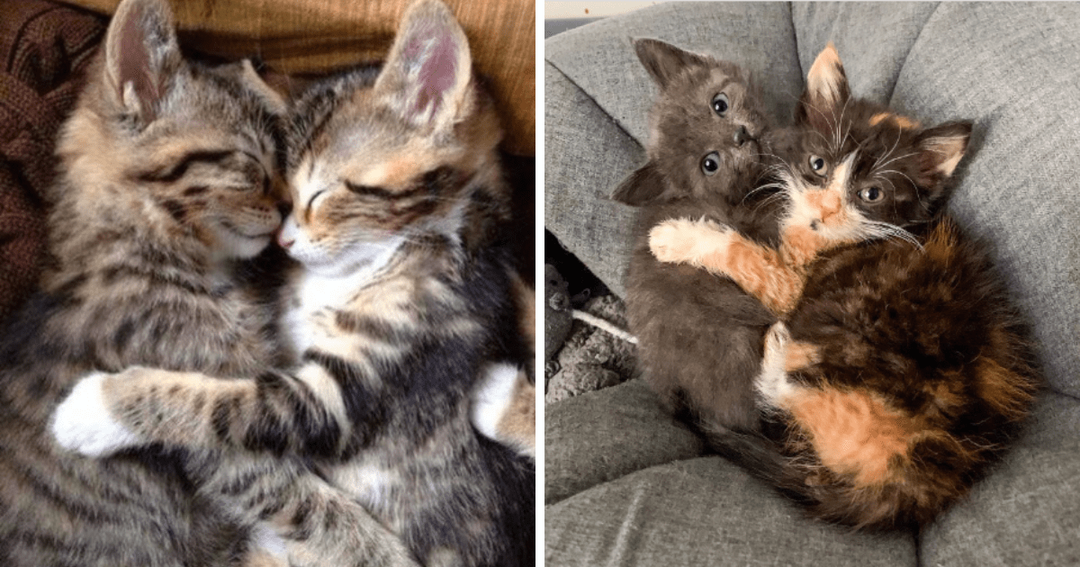 23 Pawsitively Purrfect Fluffy Feline Friends Cozily Cuddling On