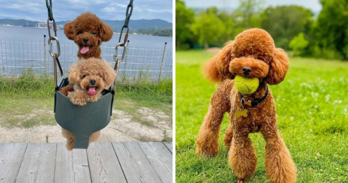 24 Pawsitively Playful Poodles Creating Picture Perfect Moments Of ...