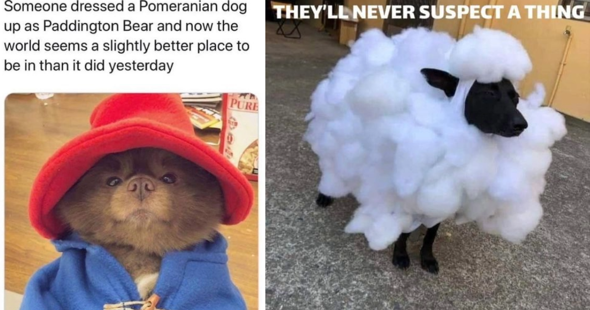 Dramatic Dashing Doggo Memes Ready For Their School Play Pawditions ...