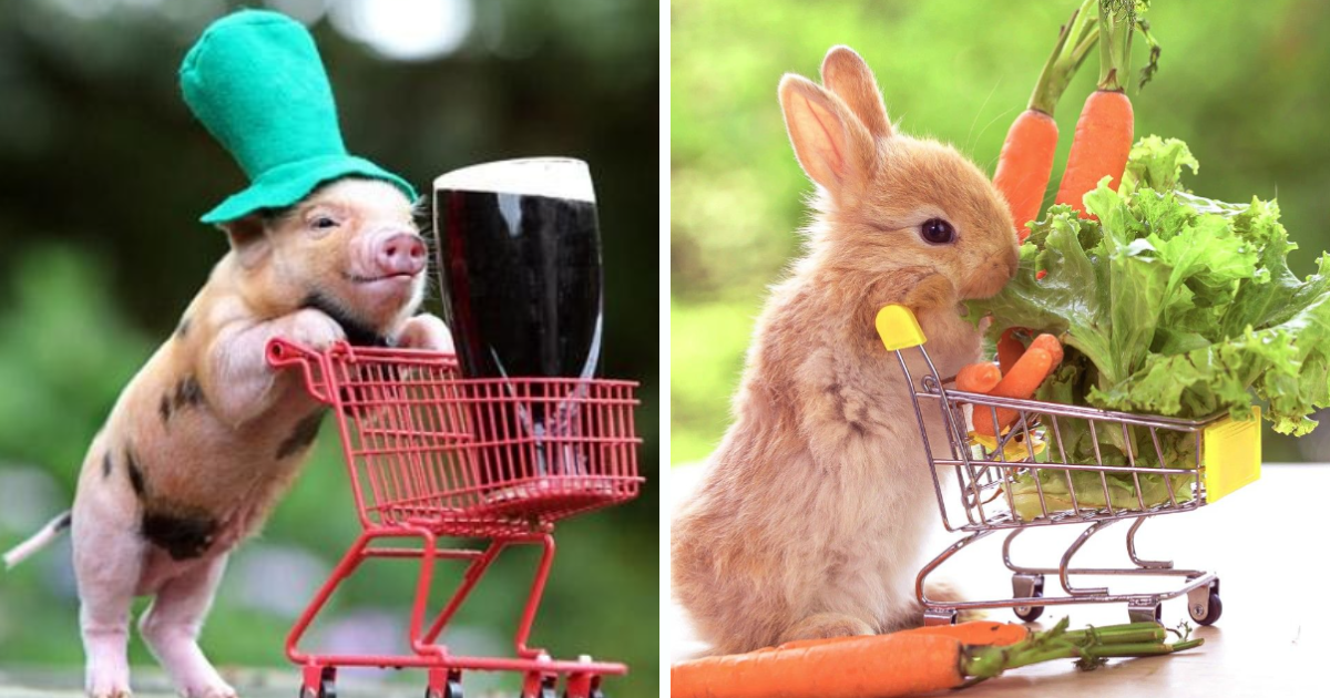 24 Awwdorable Animals Enjoying Retail Therapy In Style - Animal Comedy ...