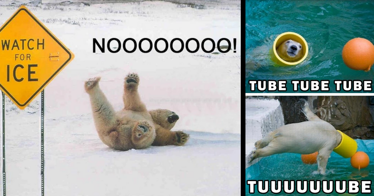 32 Pawfectly Precious Polar Bear Pics And Memes That Are Snow Much Fun ...