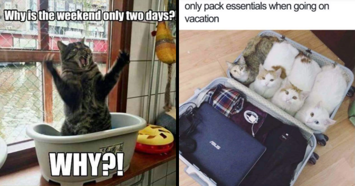 28 Hilarious Cat Memes For A Pawsitively Purrfect Monday - I Can Has ...