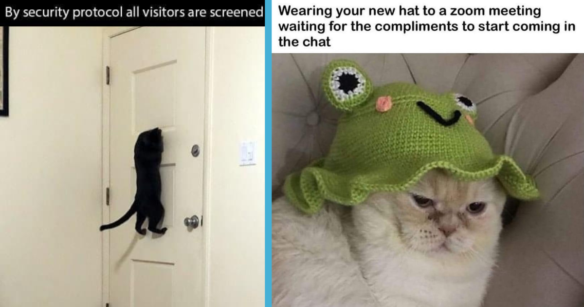 40+ Purrfect Cat Memes To Scroll Through While Taking A Trip To The ...
