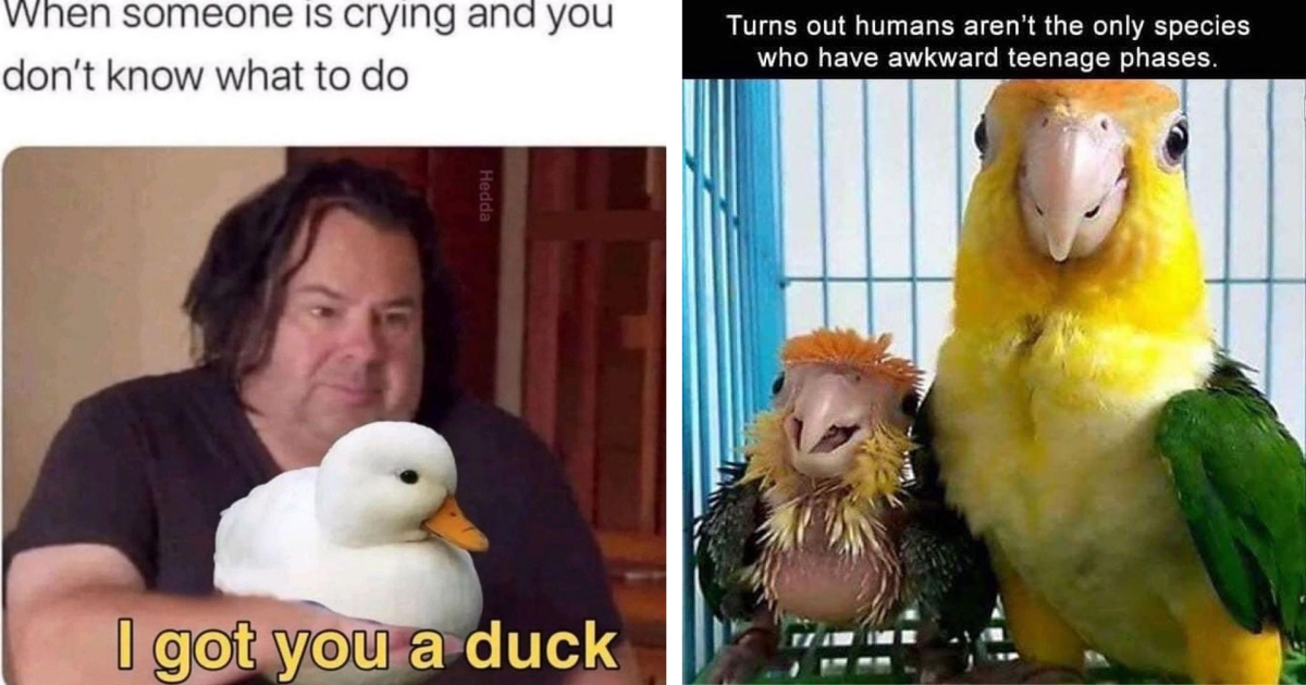 Wild And Wacky Memes Of Funny Animals To Get You Through The Day ...