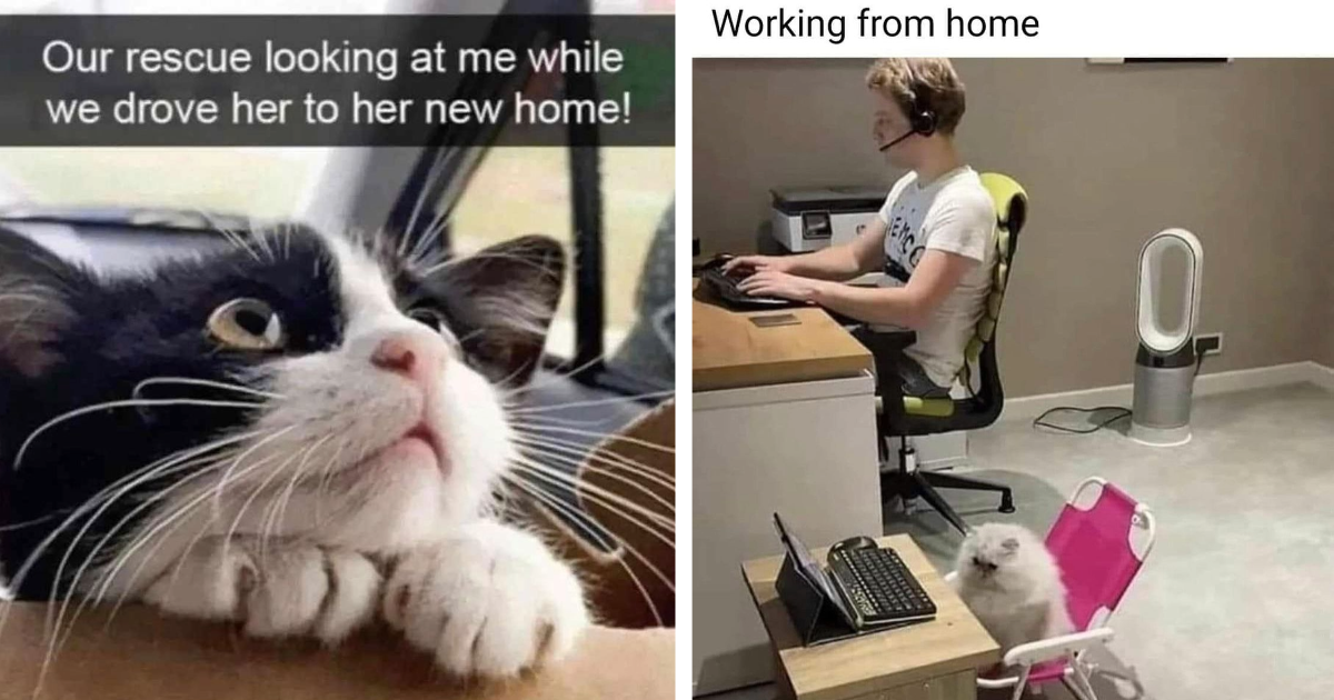 Wholesome Heartwarming Cat Memes To Warm Your Hooman Soul Like Hot ...