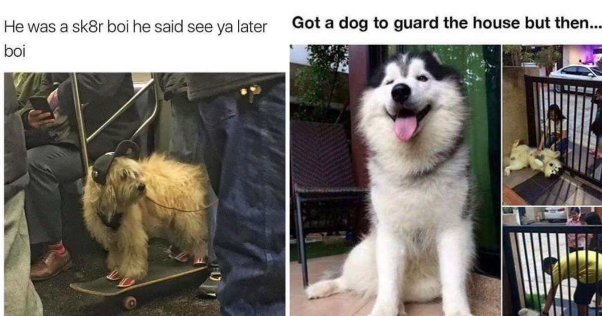 Wholesome Hilarious Dog Memes That Show Why Canines Aren’t Just For ...