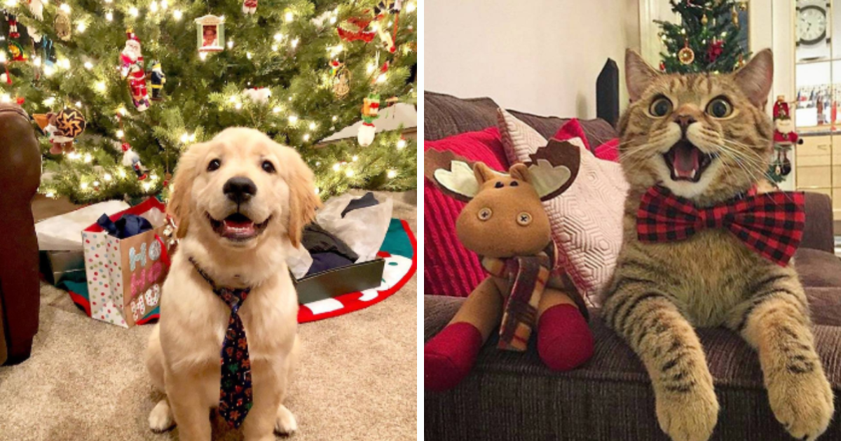 24 Furry Friends Filled With Christmas Cheer Celebrating Their First ...