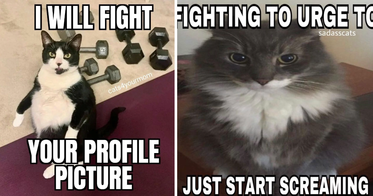 Grumpy Cat Memes For All The Secret Scrooges Suffering Through This ...