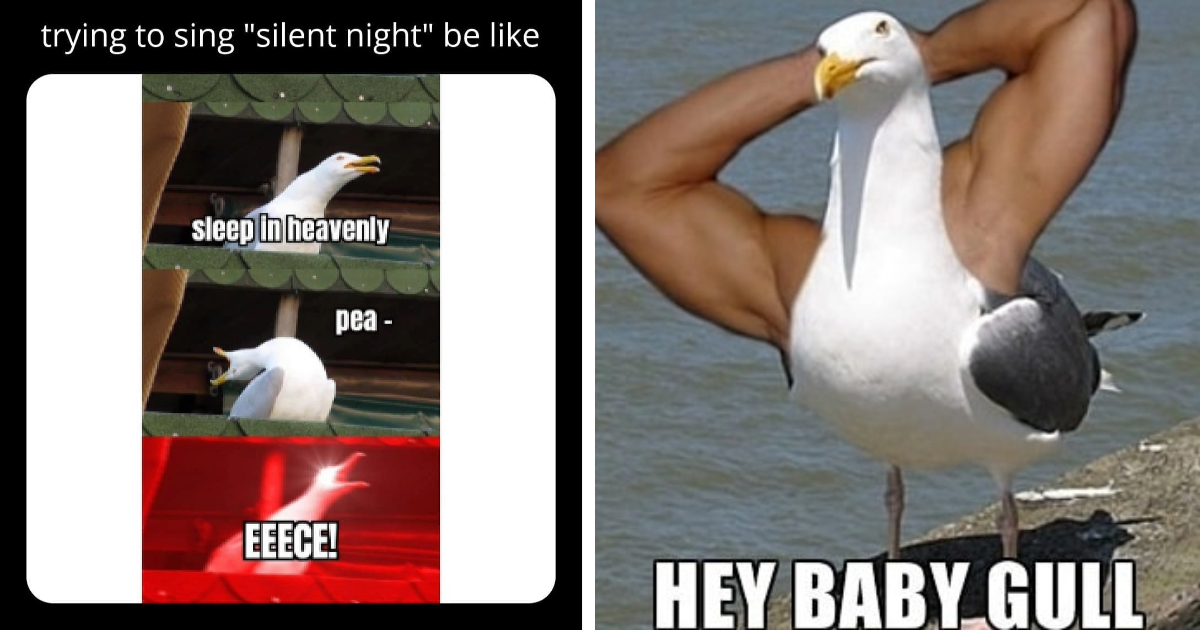 Spicy Silly Seagull Memes To Send Your Mood Soaring - Animal Comedy ...