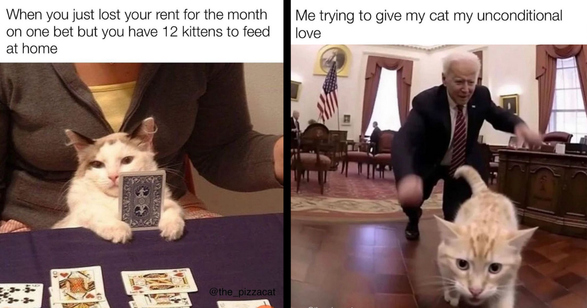 37 Cat Memes From Feline Flooballs And Goofballs To End The Workweek ...
