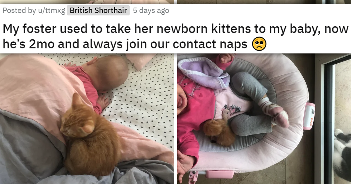 Paws And Embrace The Cattitude: 20 Purrfectly Funny And Cute Cats For A Medley Full Of Caturday ...