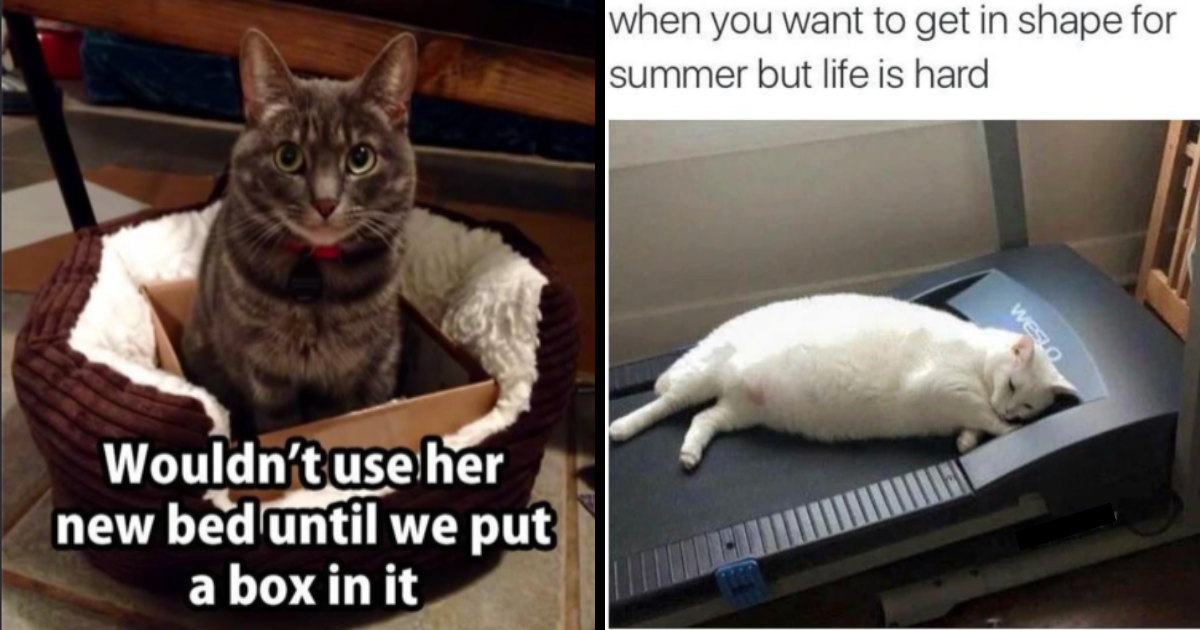 Wonderful Wednesday With 25 Witty Cat Memes For A Pawsitively Purrfect ...