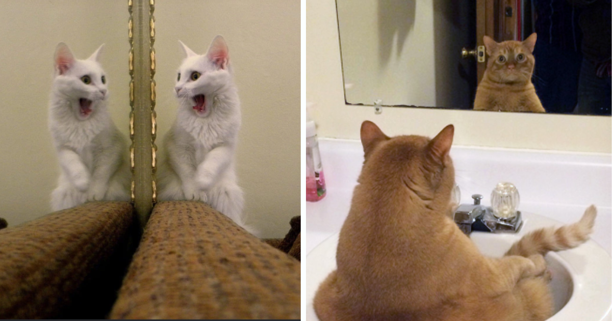 I Can Has Cheezburger? - mirror pic - Funny Animals Online - Cheezburger