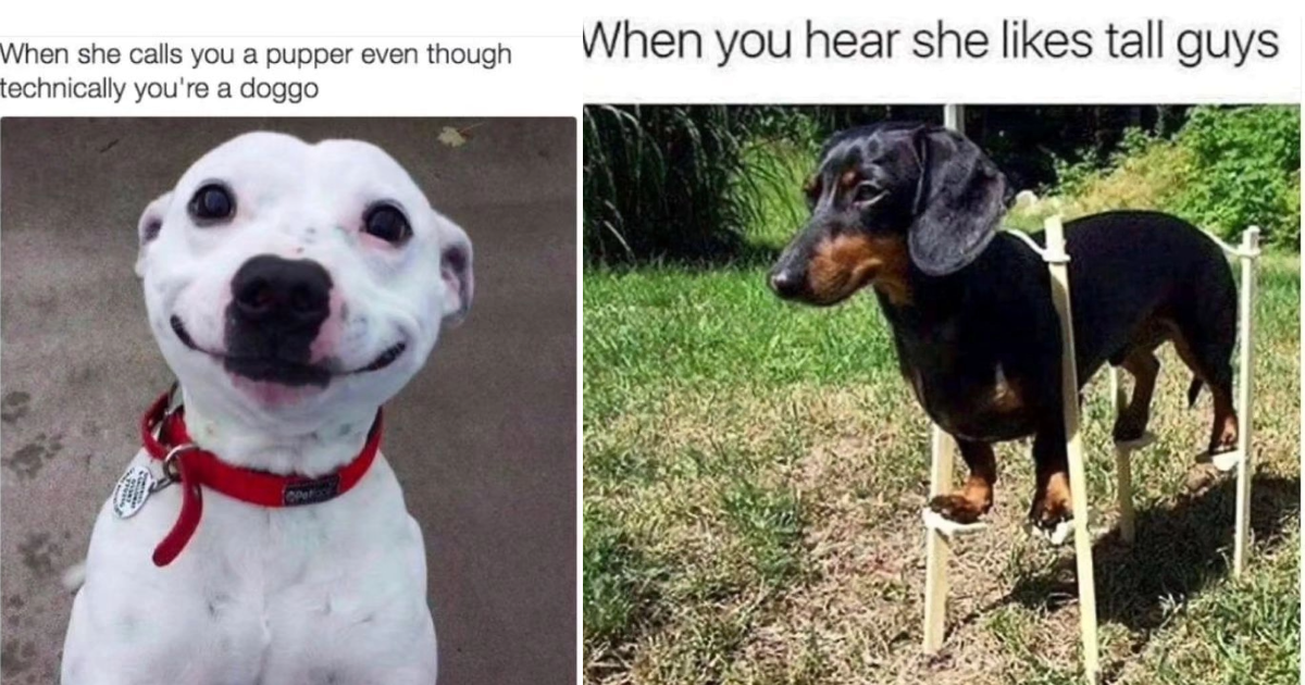 Wholesome Hump Day Doggo Memes To Pawsitively Boost Your Mood - Animal Comedy - Animal Comedy ...
