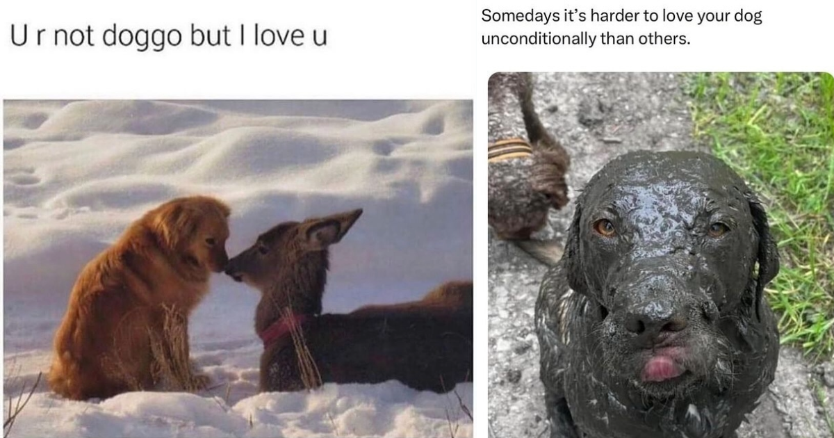 Heartwarming Winter Animal Memes To Infuse Your Day With A Little ...