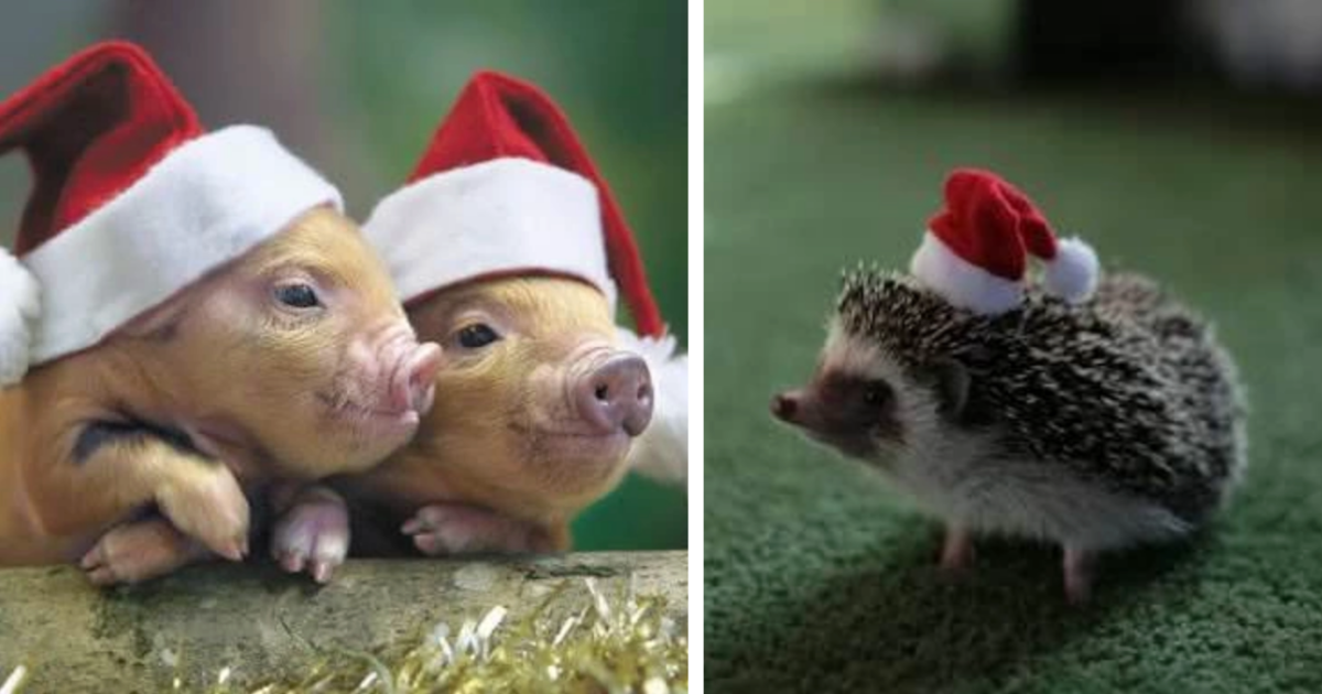 28 Awwdorable Animals In Santa Hats For All The Grinches In Need Of ...