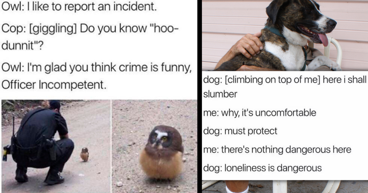 40 Funniest Animal Memes To Help You Giggle Your Way Into A New Work ...