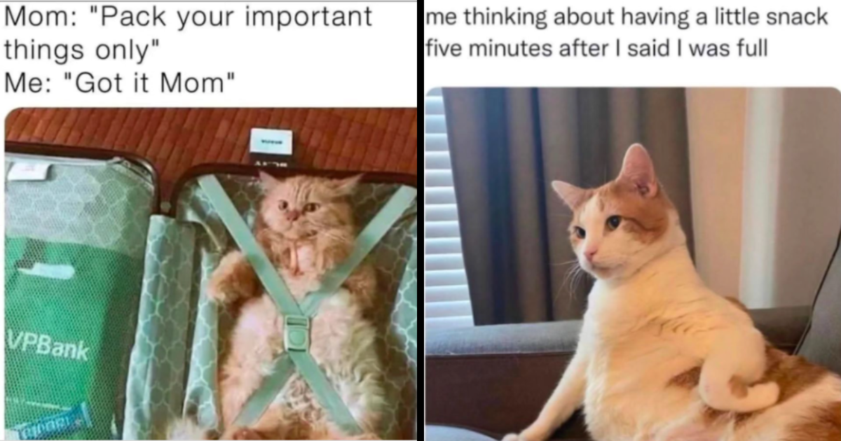 22 Fabulously Funny Feline Memes To Kickstart A Fun-Filled Weekend - I ...