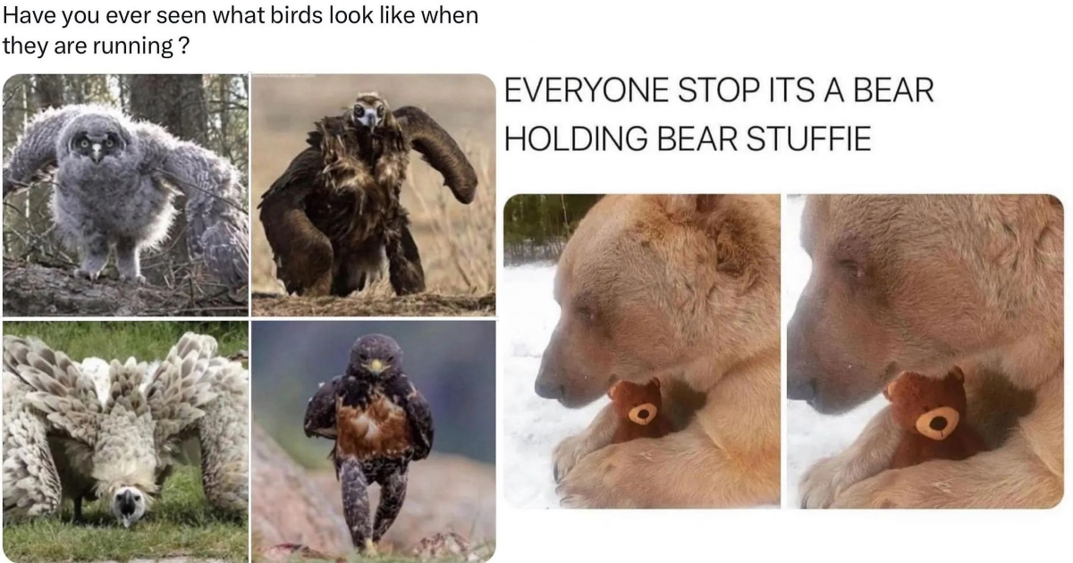 Wholesome Memes From The Animal Kingdom To Get You Hyped For The ...