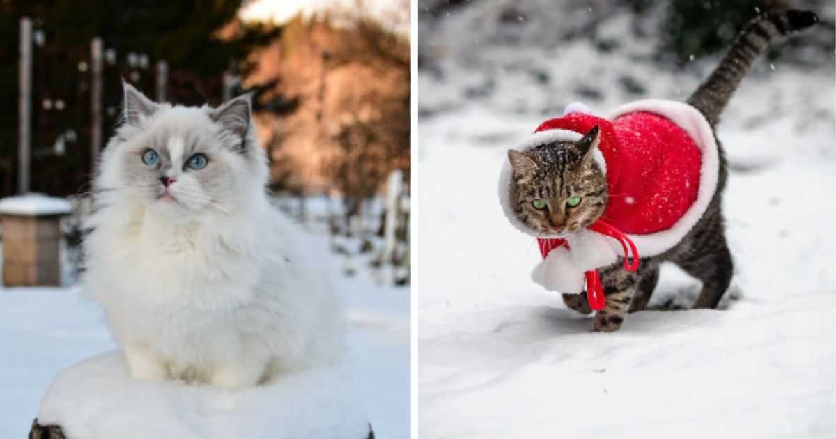 Snow Day Cuteness With 23 Playful Cats Enjoying Winter's Wonderland - I ...