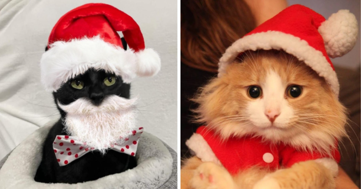Feline Festivities: 22 Merry Cats Purrfectly Rocking Their Christmas ...
