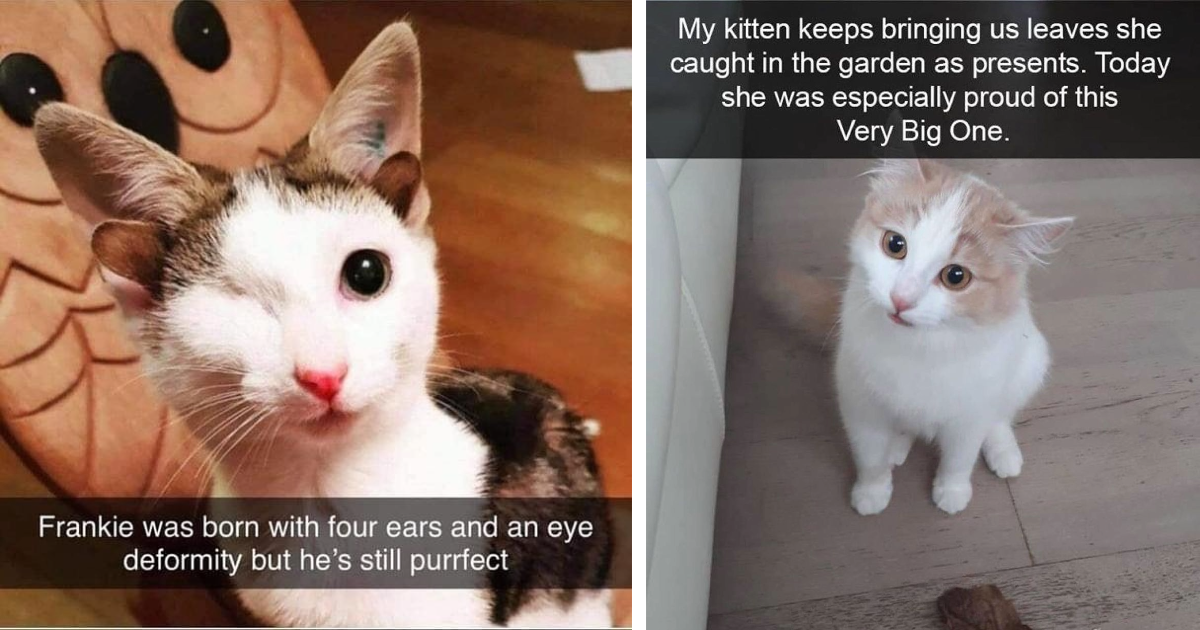 Heartwarming Hilarious Cat Memes For A Sublime Sunday Scroll - I Can ...