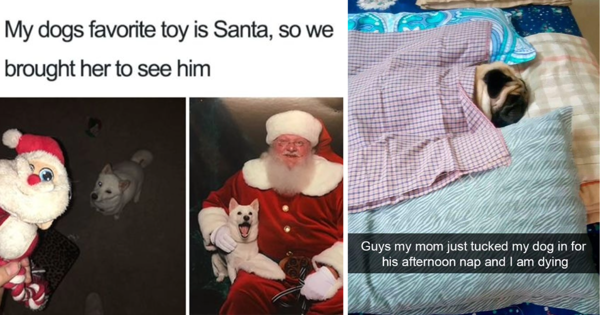 Warm Up With These Wholesome Heartwarming Dog Memes - Animal Comedy ...