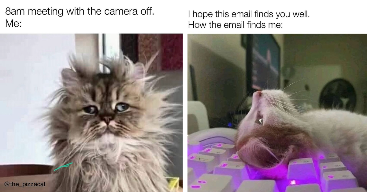 Relatable Memes Of Cats Experiencing The Monday Moodies - I Can Has ...