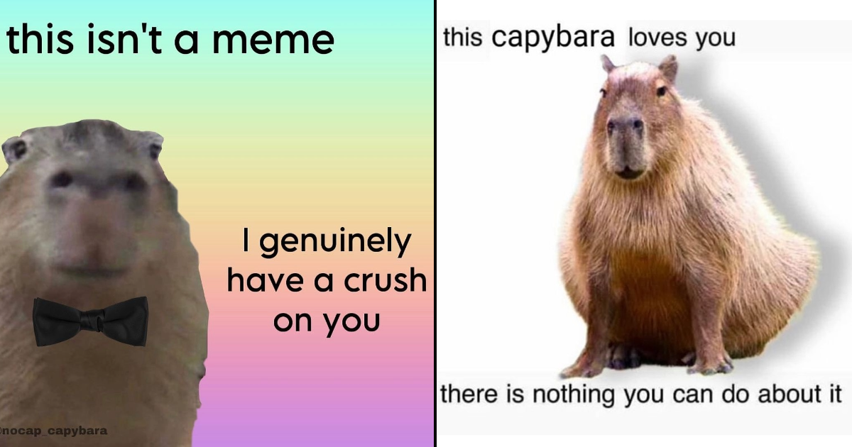 Charismatic Capybara Memes To Boost Your Confidence For The Work Week ...